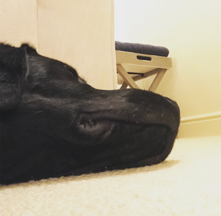 My lip job – lip fold dermatitis – The tails of Dylan