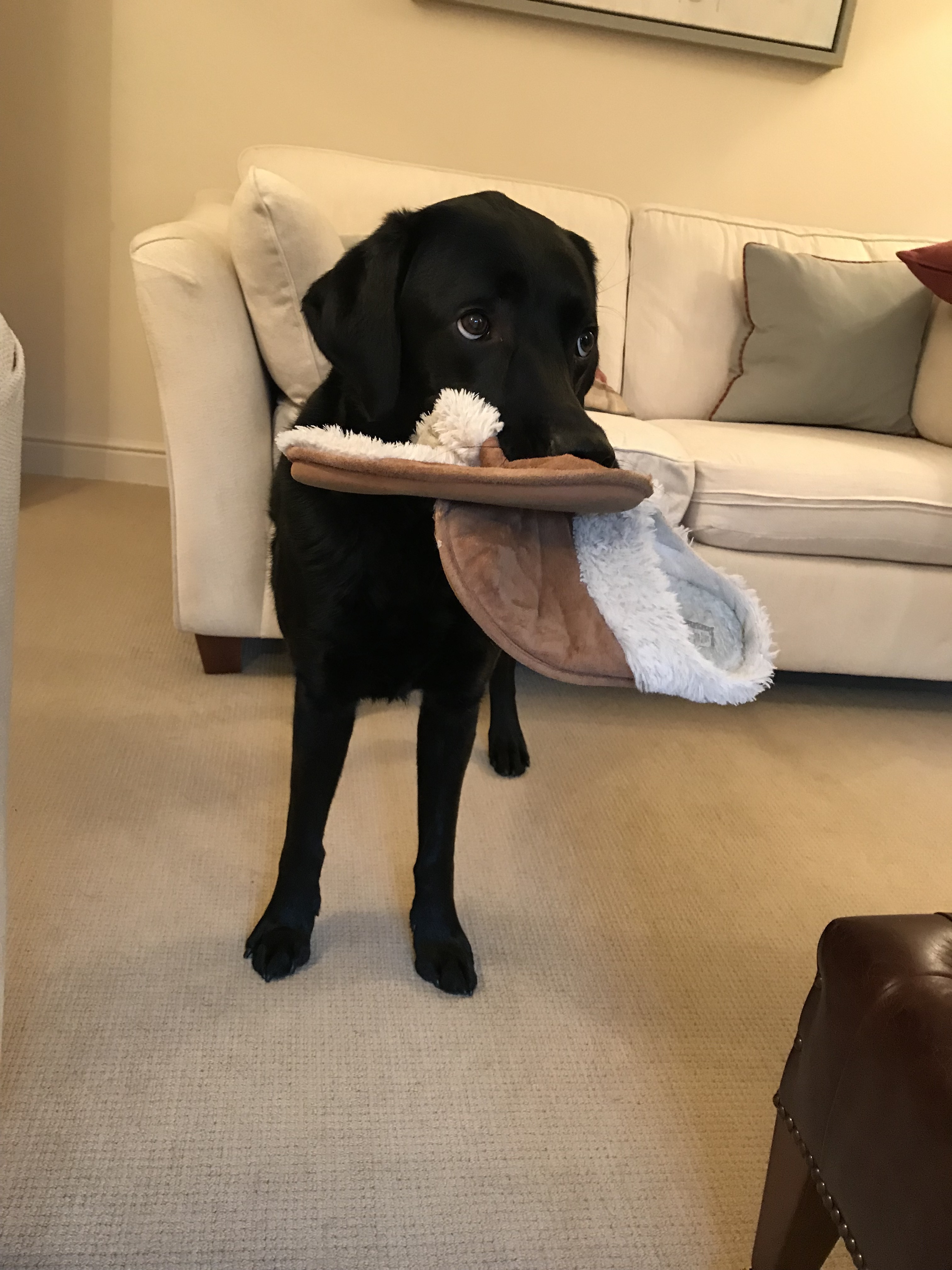 My lip job – lip fold dermatitis – The tails of Dylan